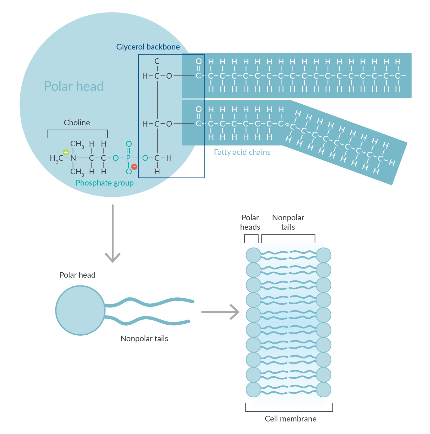Phosphate Group Phospholipid